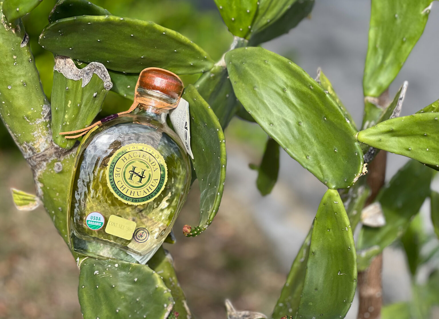 What Traditional Mexican Alcoholic Drinks Are There?
