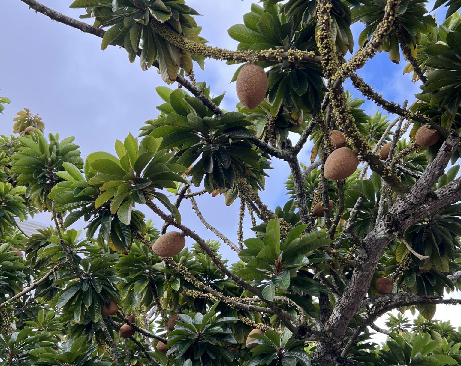 What Makes Mamey Fruit a Versatile Treasure?